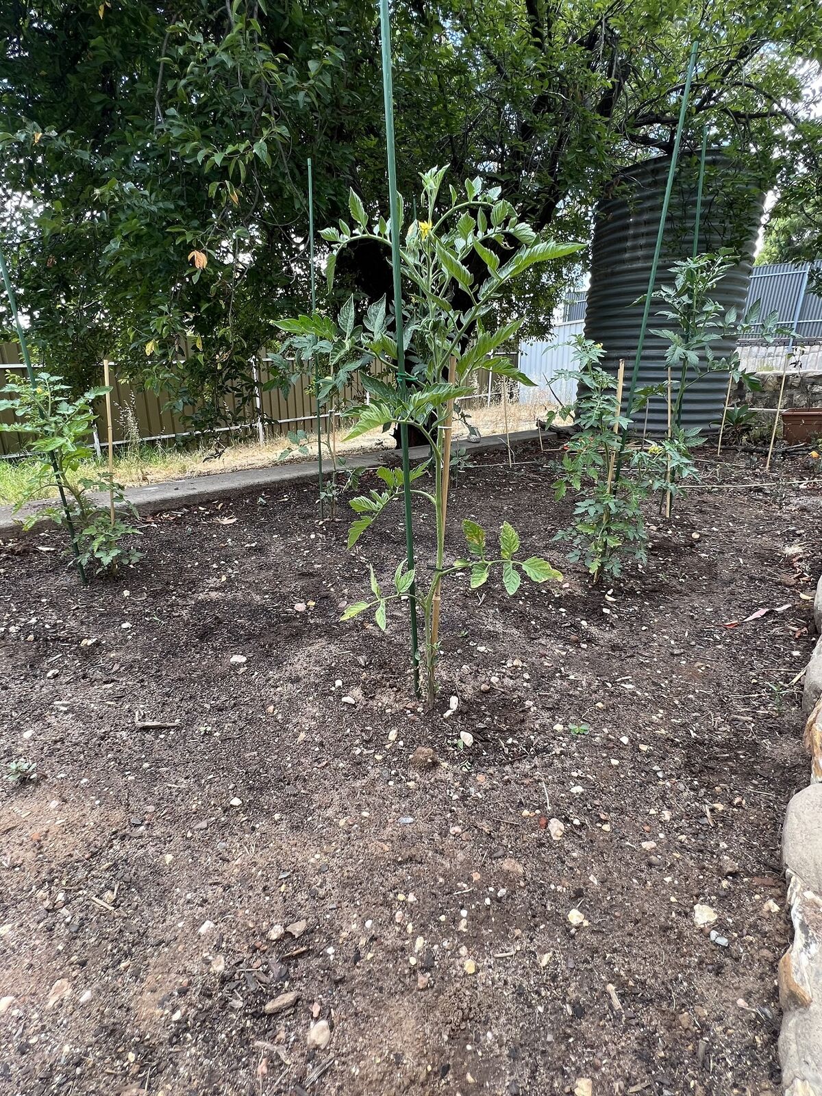 Growing fresh and affordable fruit and veg at home • Preventive Health SA